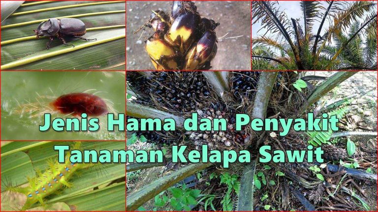 16 Jenis Hama dan Penyakit Tanaman Kelapa Sawit dan Cara Mengatasinya ...