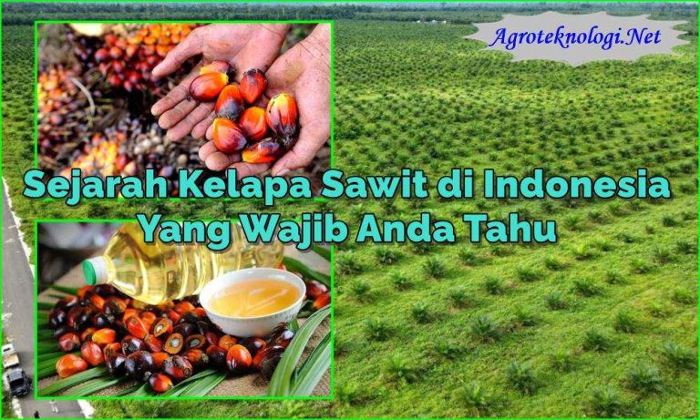 Sejarah Kelapa Sawit di Indonesia Yang Wajib Anda Tahu - Ilmu Pertanian